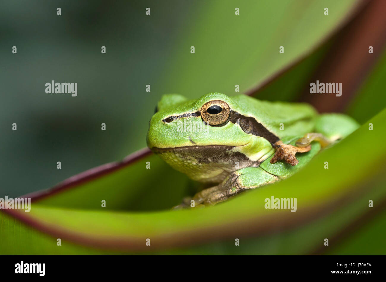 small green frog Stock Photo - Alamy