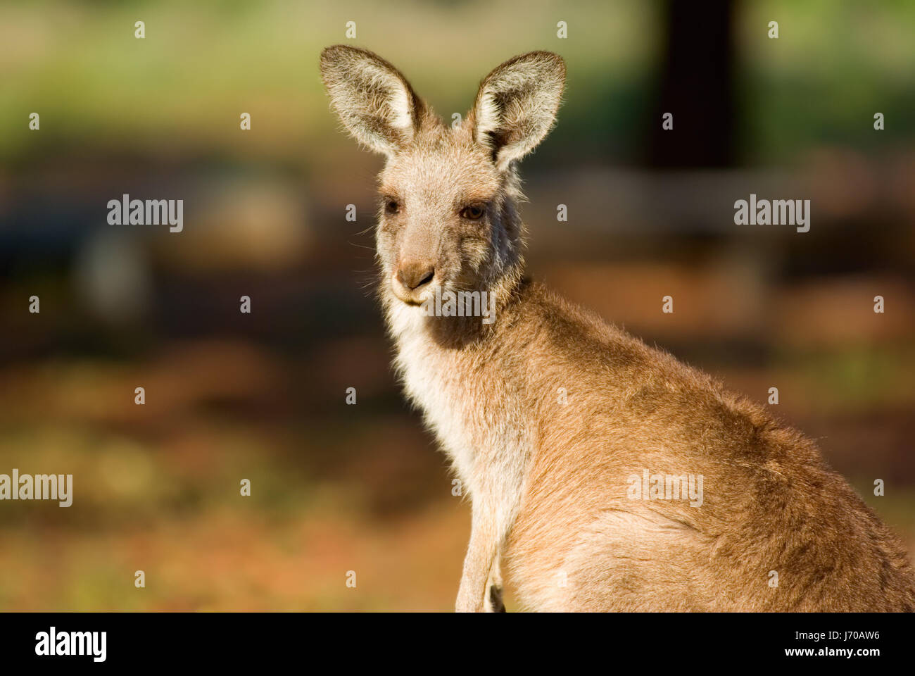 Pert australia hi-res stock photography and images - Alamy