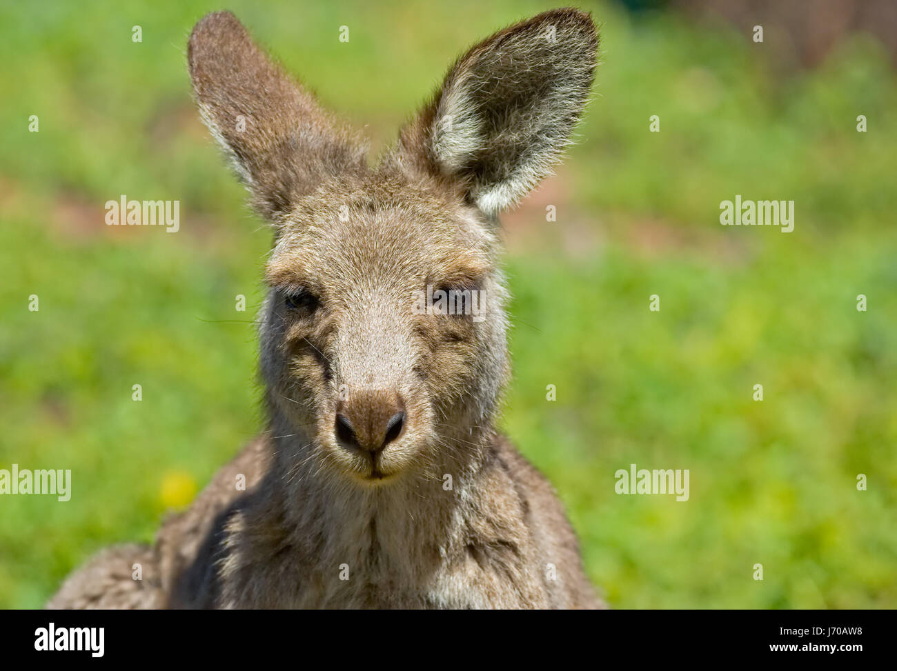 australia kangaroo australian eastern grey gray animal look glancing ...