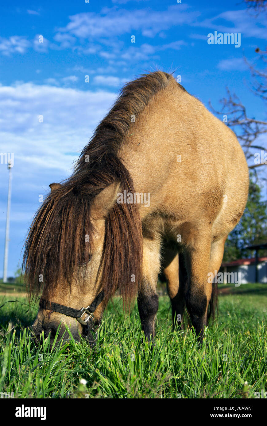 horse long mane miniature meadow grass lawn green eating eat eats blue ...