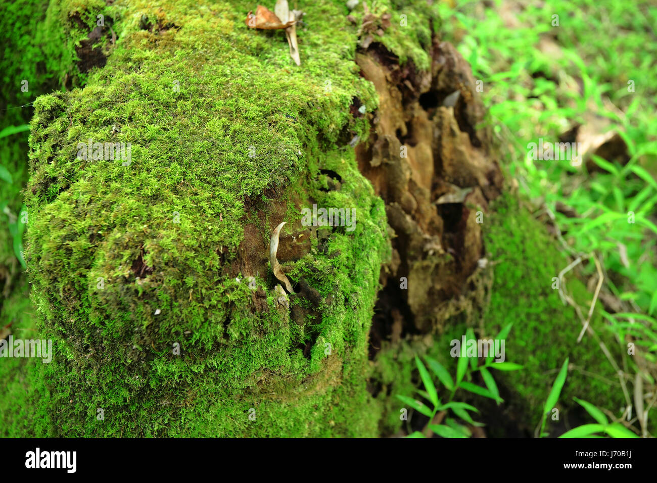 lawn green backdrop background forest leaf big large enormous extreme ...