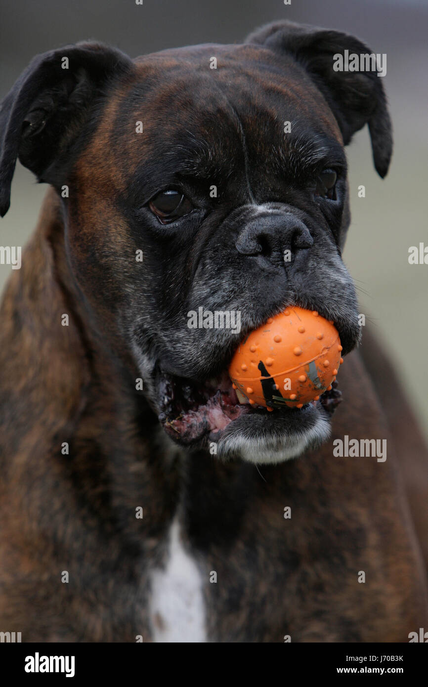 game tournament play playing plays played isolated ball portrait dog ...