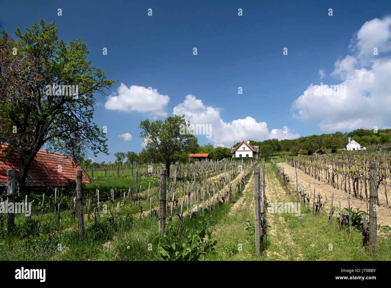agriculture farming vineyards viticulture hungary lake balaton vine ...
