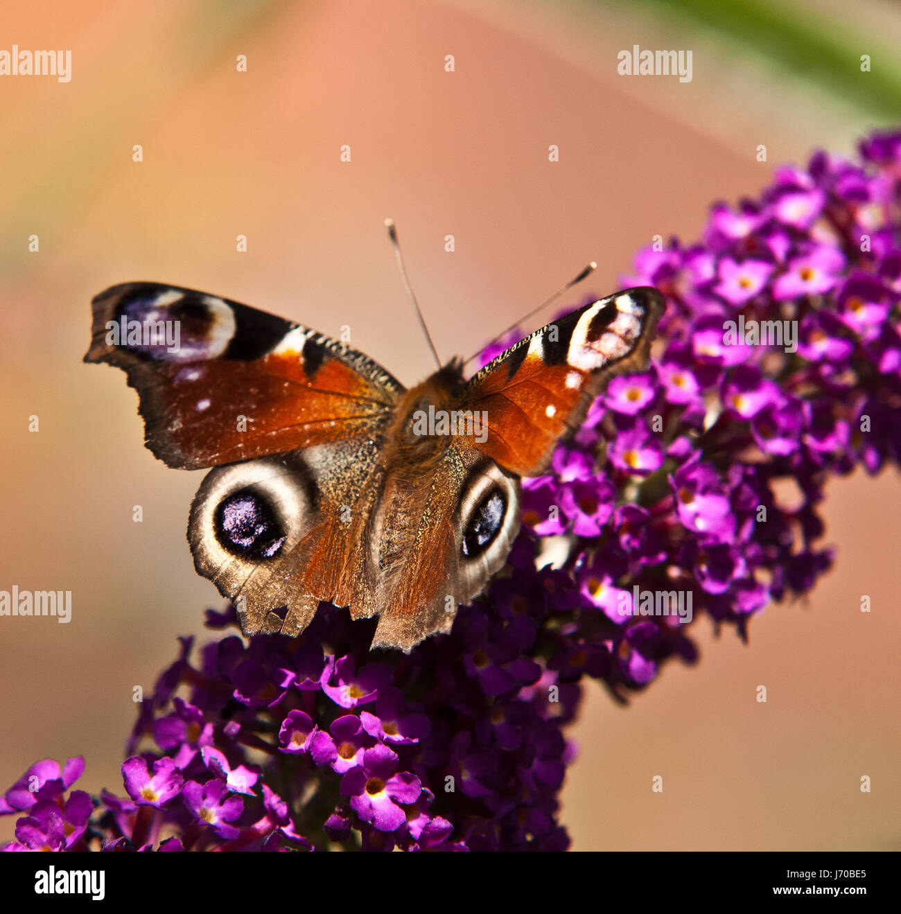 peacock inachis io syn nymphal Stock Photo - Alamy