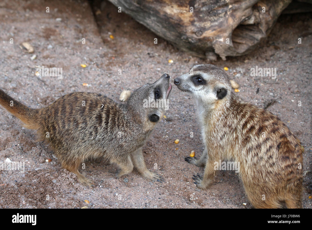 social quarrel intelligent meerkat meerkats two witty argue to watch ...
