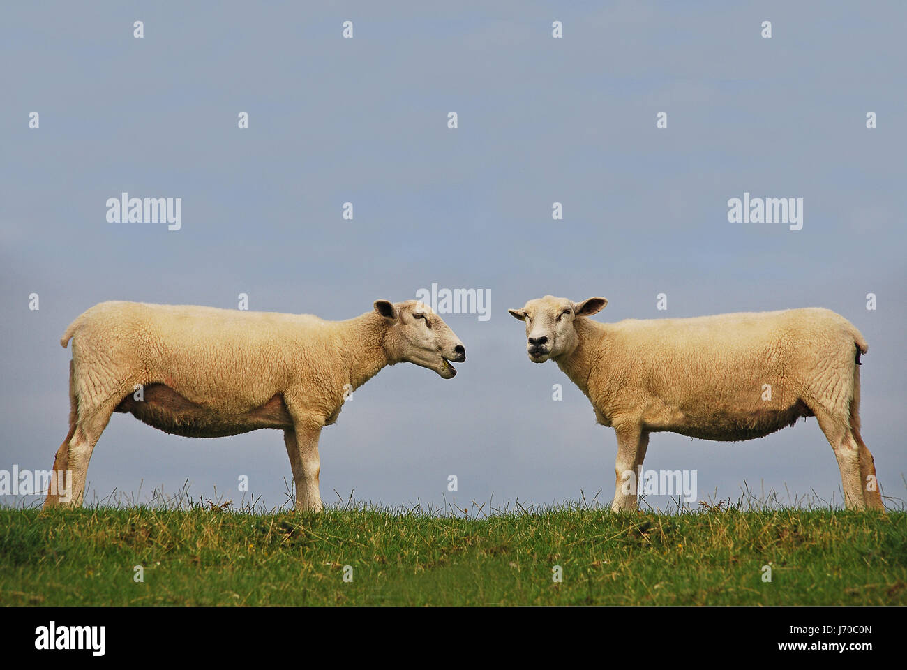 Two sheep hi-res stock photography and images - Alamy