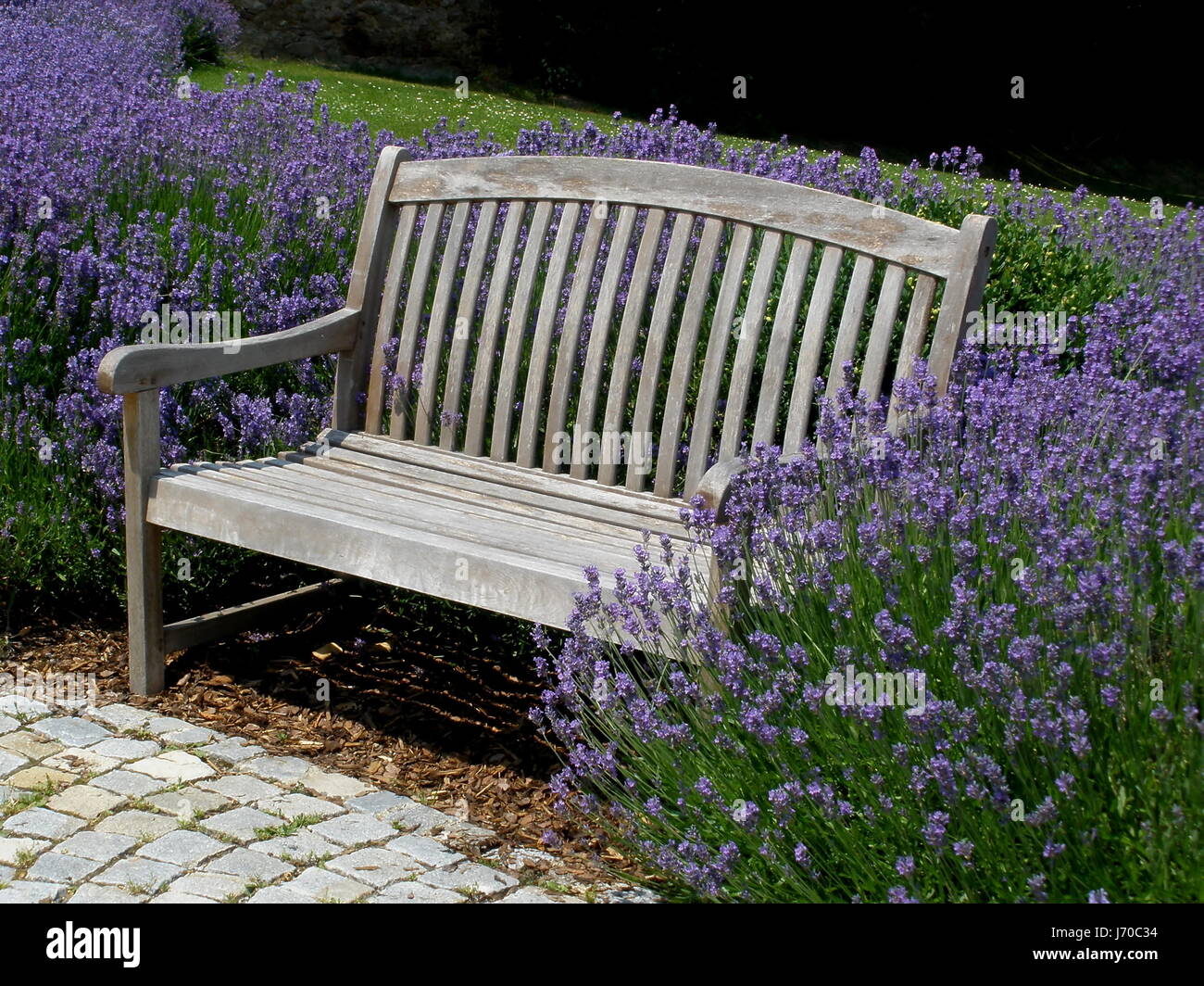 flower flowers plant blossoms purple violet lavender bleed seat bench ...