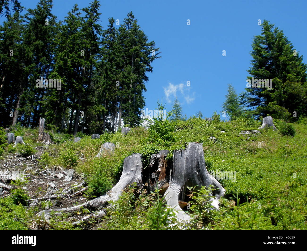 blue tree trees green cloud conifers firs meadow firmament sky blue ...