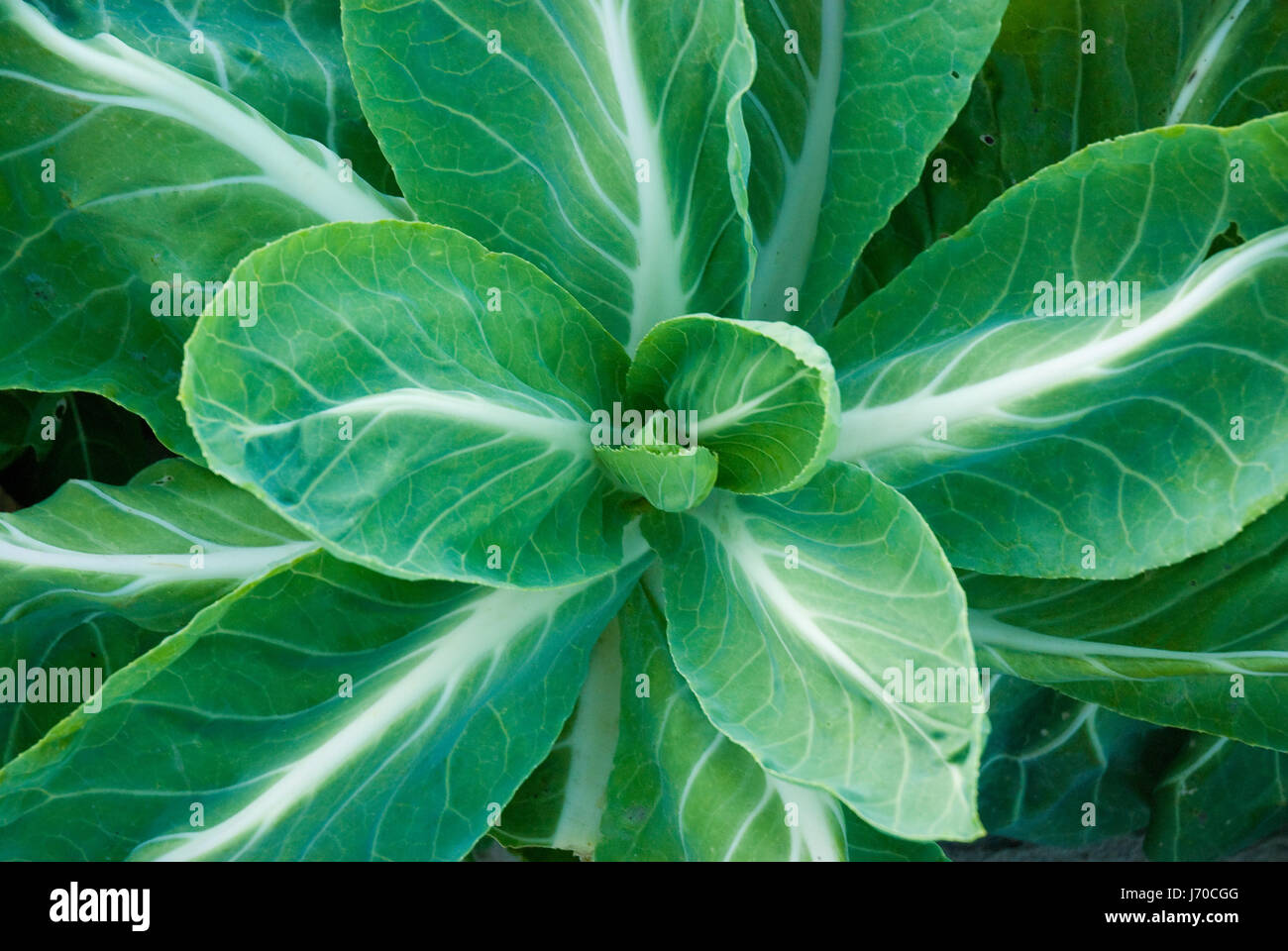 food aliment leaf bloom blossom flourish flourishing agriculture ...