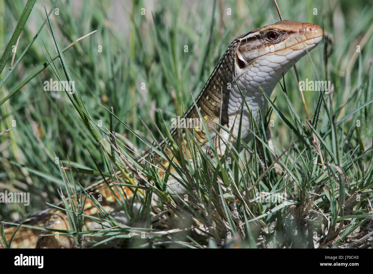 Lucertola africana (Gerrhosaurus flavigularis), Yellow-throated Plated ...