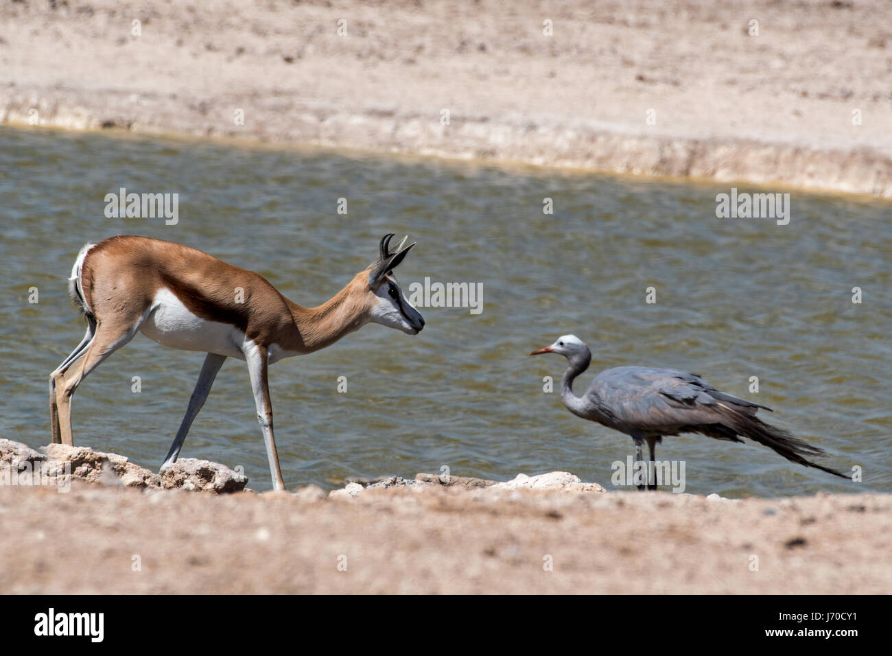 Springbok (Antidorcas marsupialis) e Gru del Paradiso (Anthropoides ...
