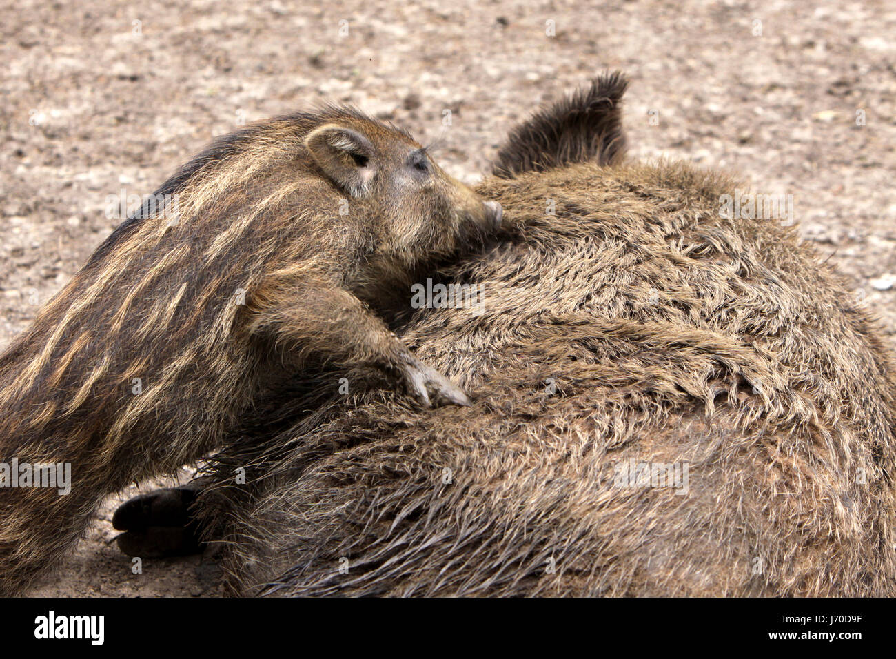 wild boar pig young animal young of a wild boar animal child wild boars ...