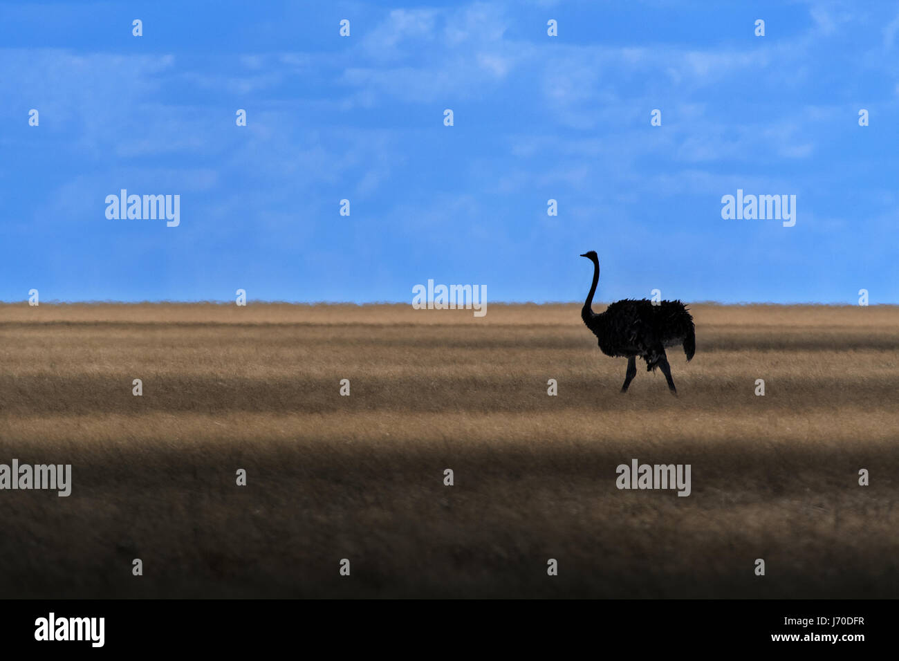 Struzzo in namibia hi-res stock photography and images - Alamy