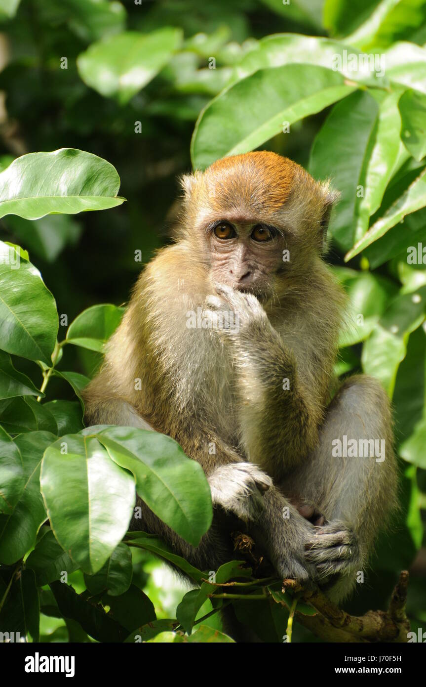 tree monkey malaysia apes rhesus leaf tree garden monkey radio silence ...