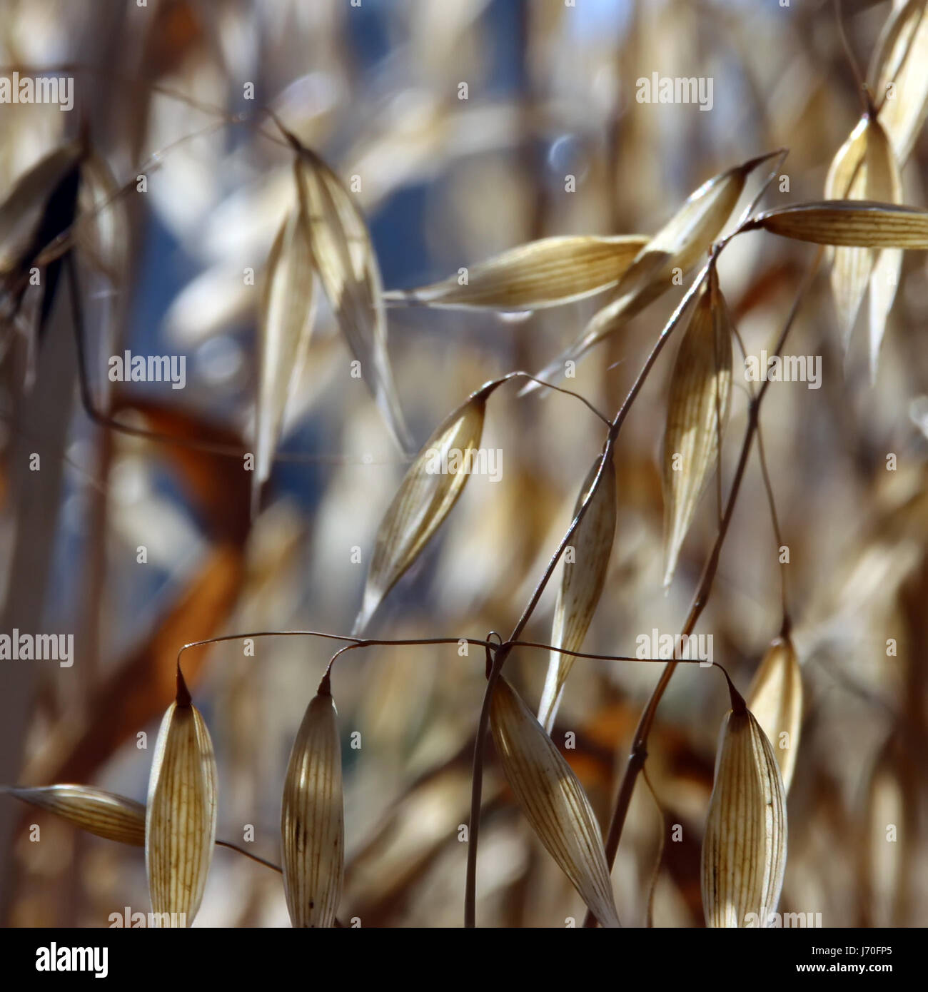 Dried oat ears without grains Stock Photo - Alamy