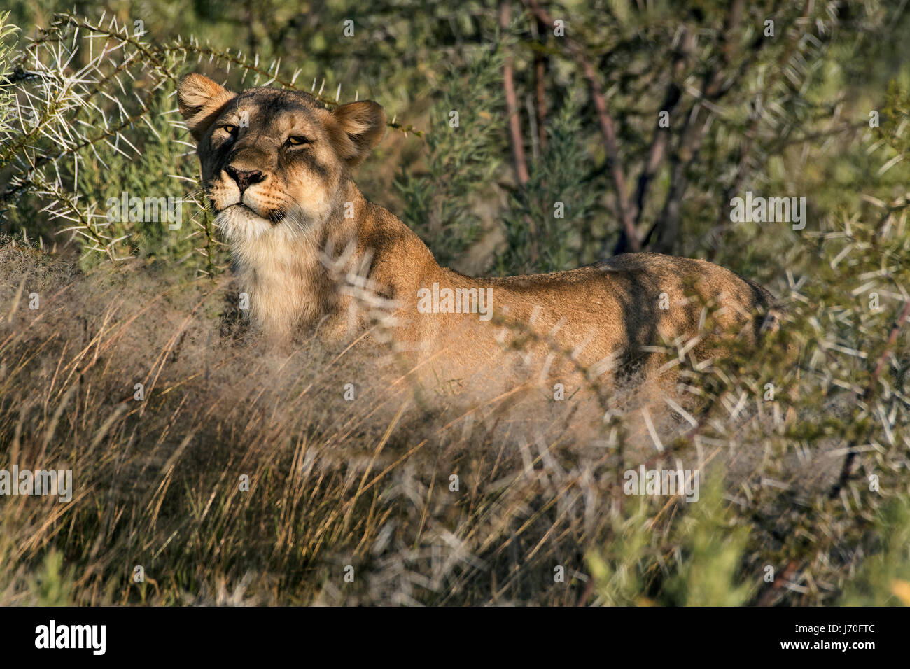 Leonessa (Panthera Leo), Lioness Stock Photo - Alamy