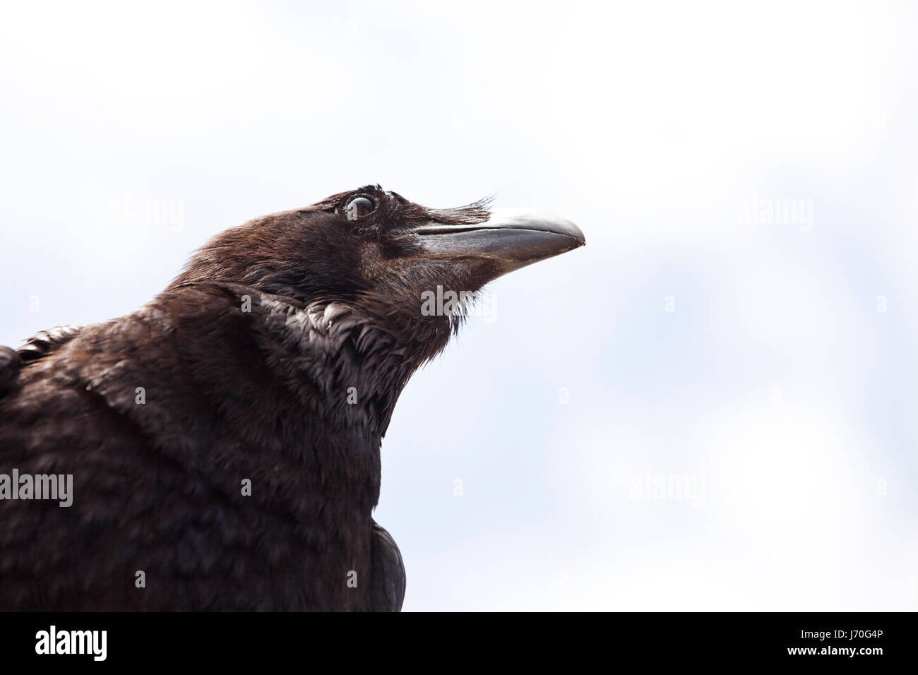 Raven attack hi-res stock photography and images - Alamy
