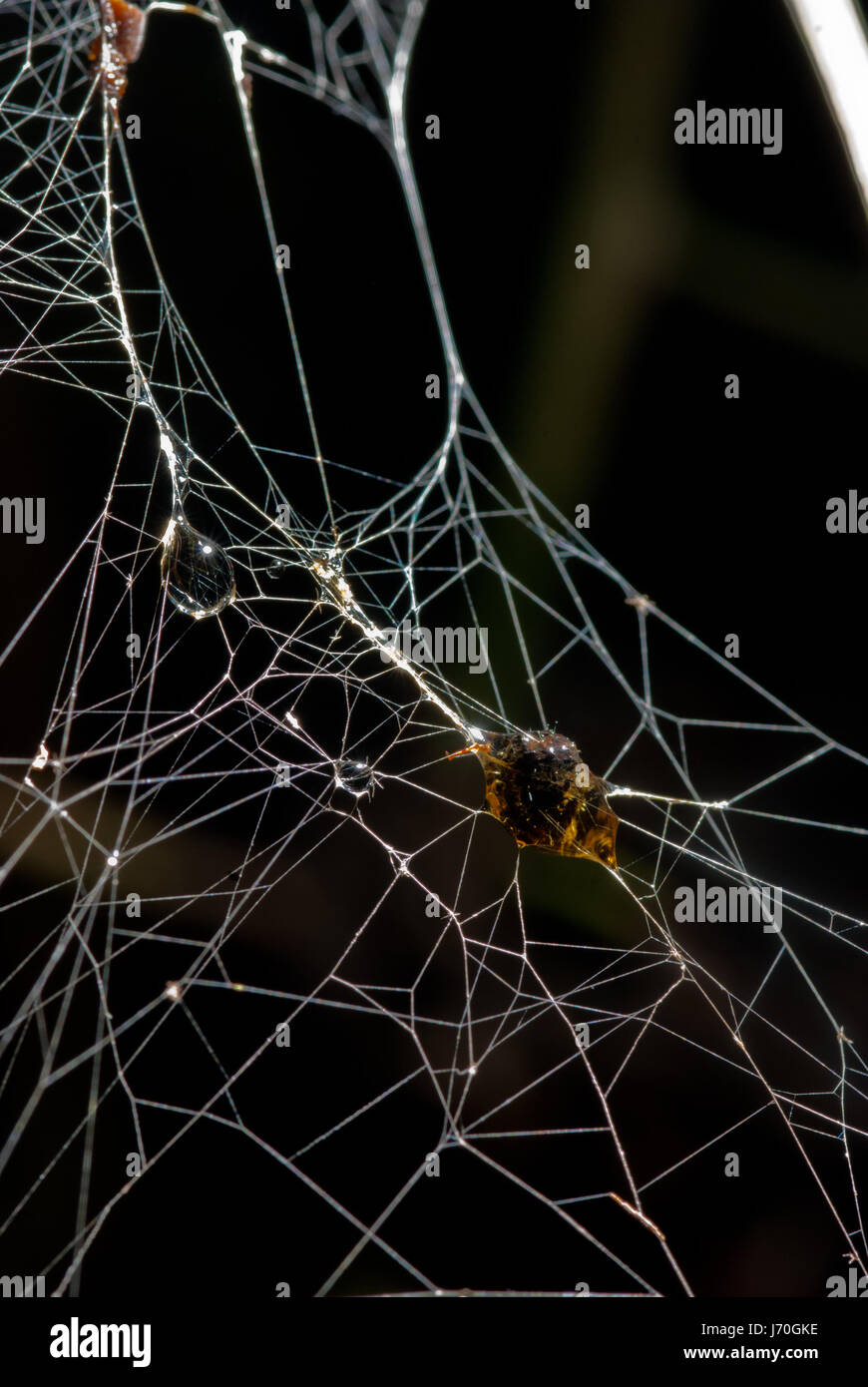 Insect was wrapped it in silk of spider scary frightening Stock Photo ...