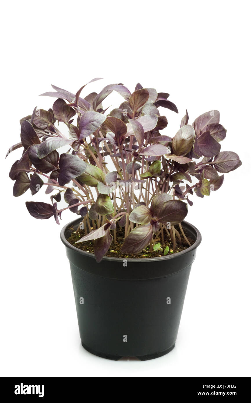 red basil in pot Stock Photo - Alamy
