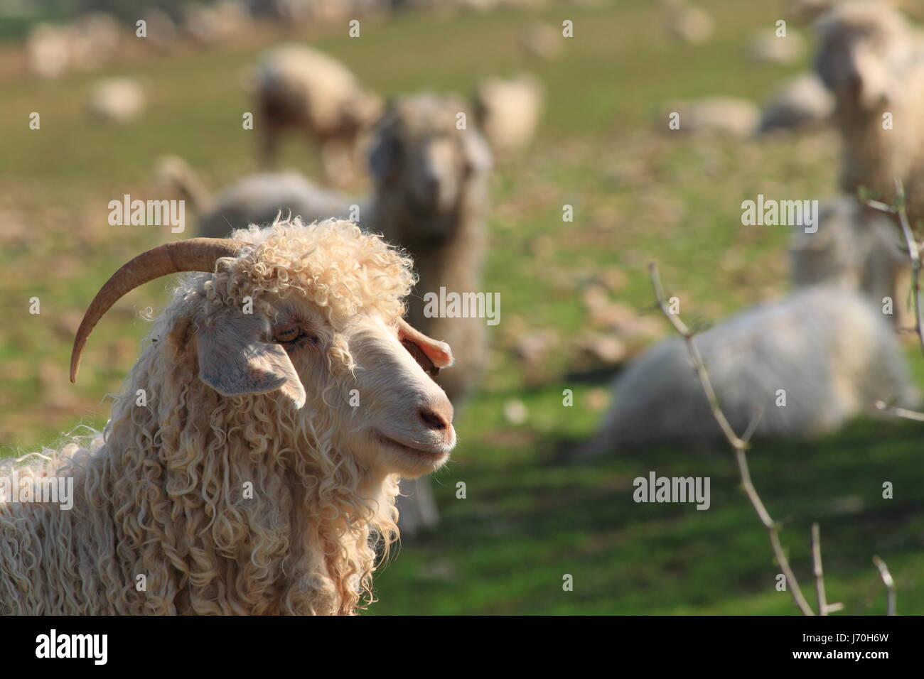 agriculture farming goat wool angora animal agriculture farming goat ...