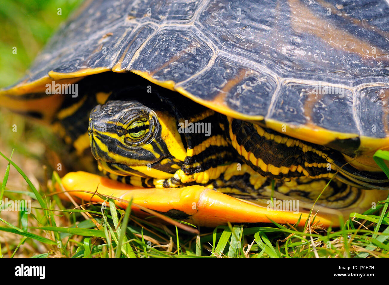 pet reptile animals armour neck yellow macro close-up macro admission ...
