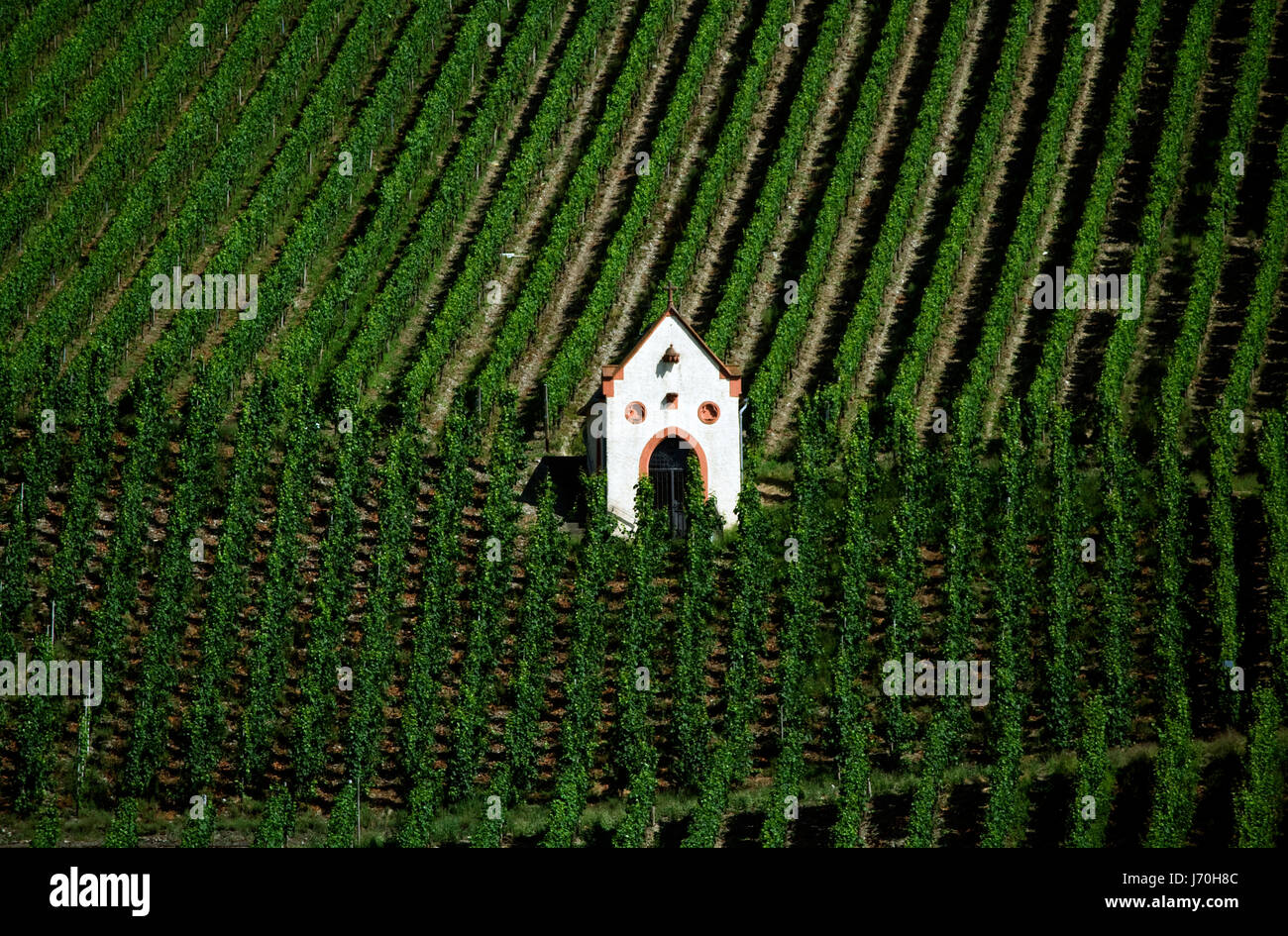 god chapel vineyard mosel christ vine grape vine grape-vine jesus ...
