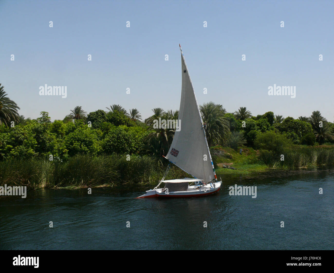 reed palms egypt sailing boat sailboat palmtrees water nile reed palms ...