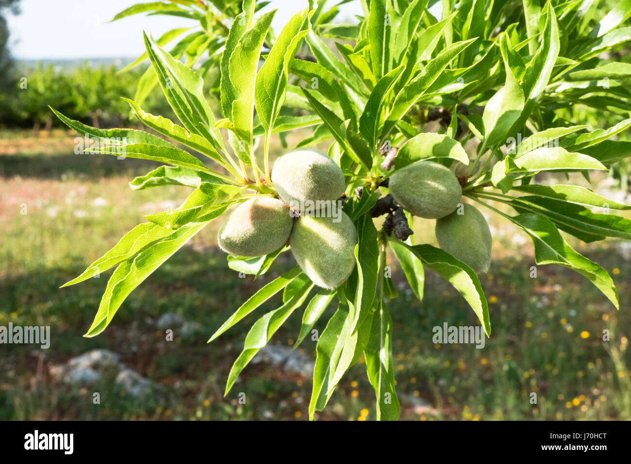 Branches of almonds growing Stock Photo - Alamy
