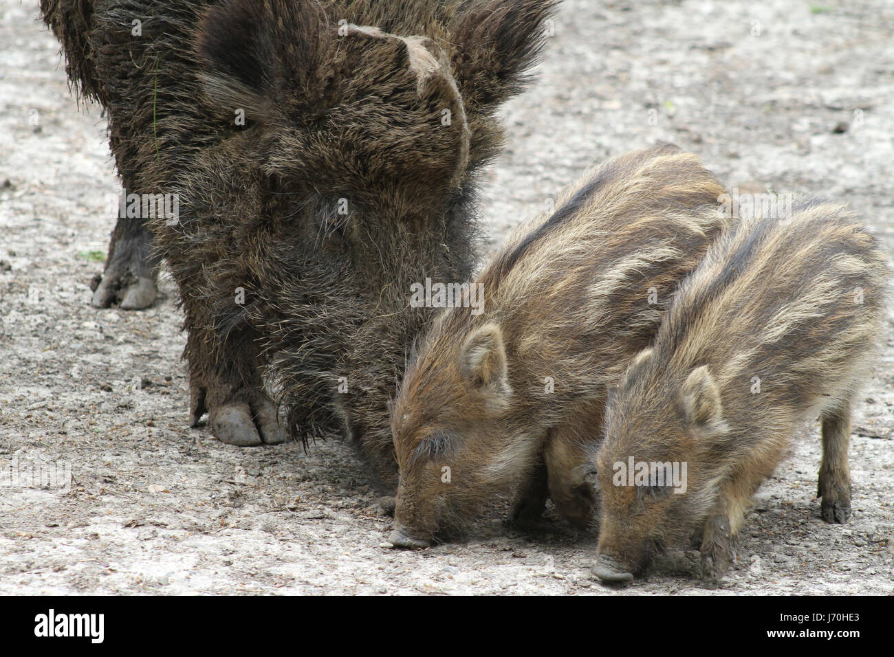 piglets with mother Stock Photo - Alamy