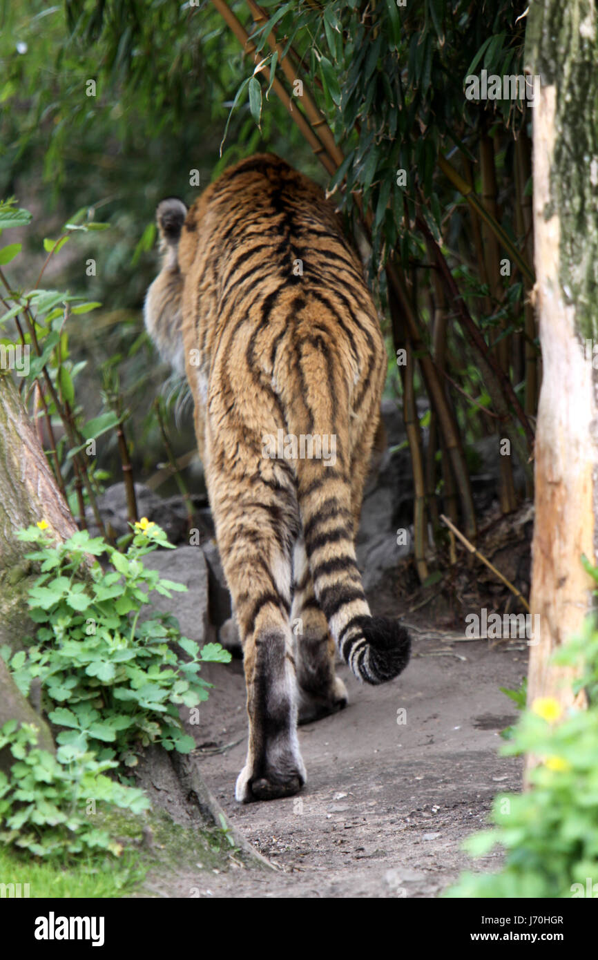 big cat feline predator cat tiger siberia predator pussycat domestic ...