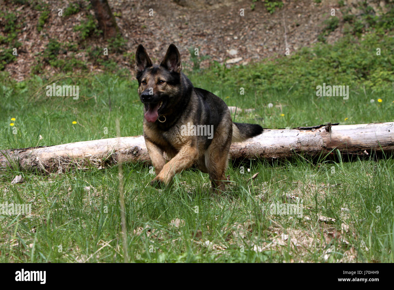 pet dog german sheperd german sheperd dog watchdog german animal pet ...