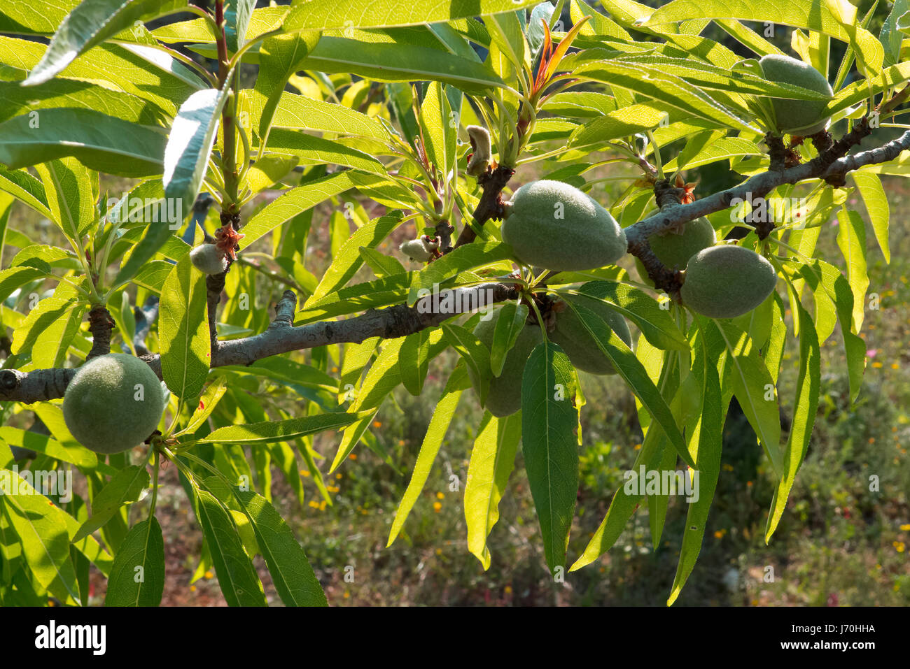 Branches of almonds growing Stock Photo - Alamy