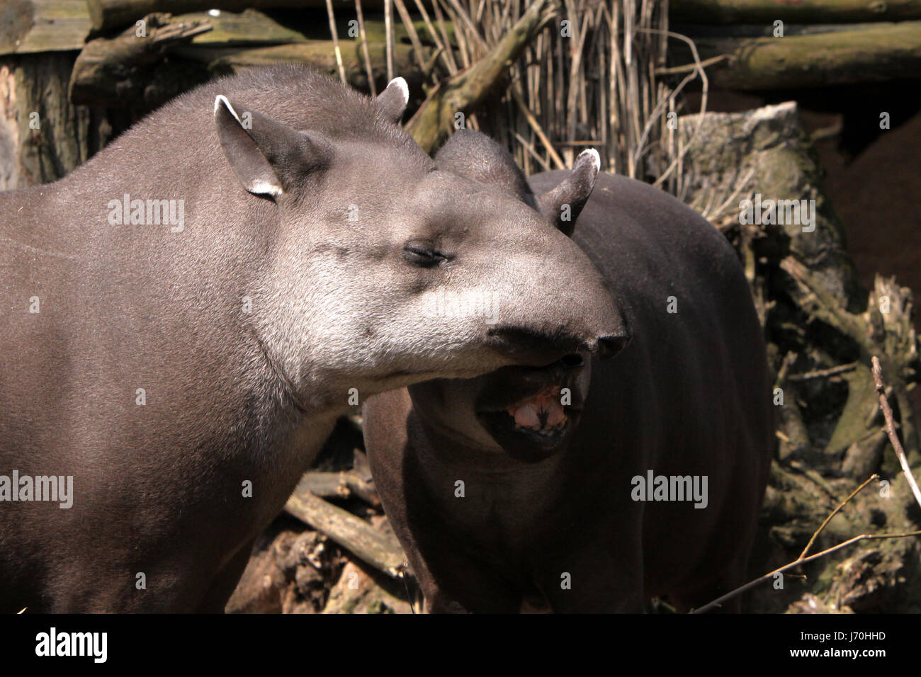 animal mammal herbivore tapir animal mammal south america proboscis ...