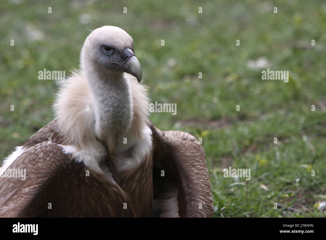 bird birds raptor vulture scavenger animal bird fauna birds raptor ...