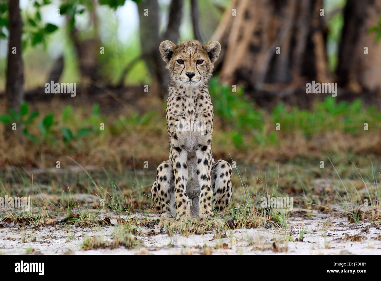 Growing cheetah hi-res stock photography and images - Alamy