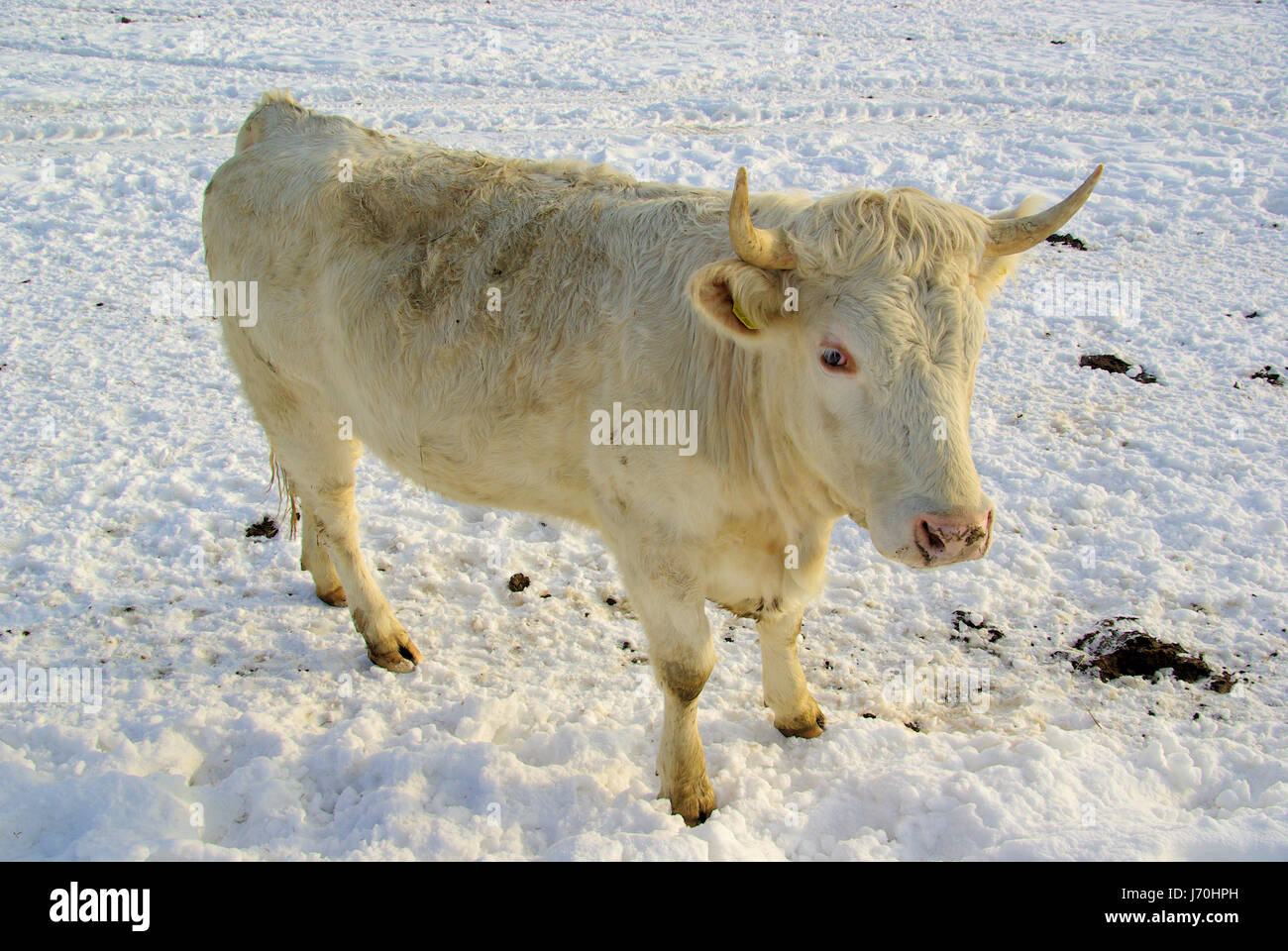 rind - cow 44 Stock Photo - Alamy