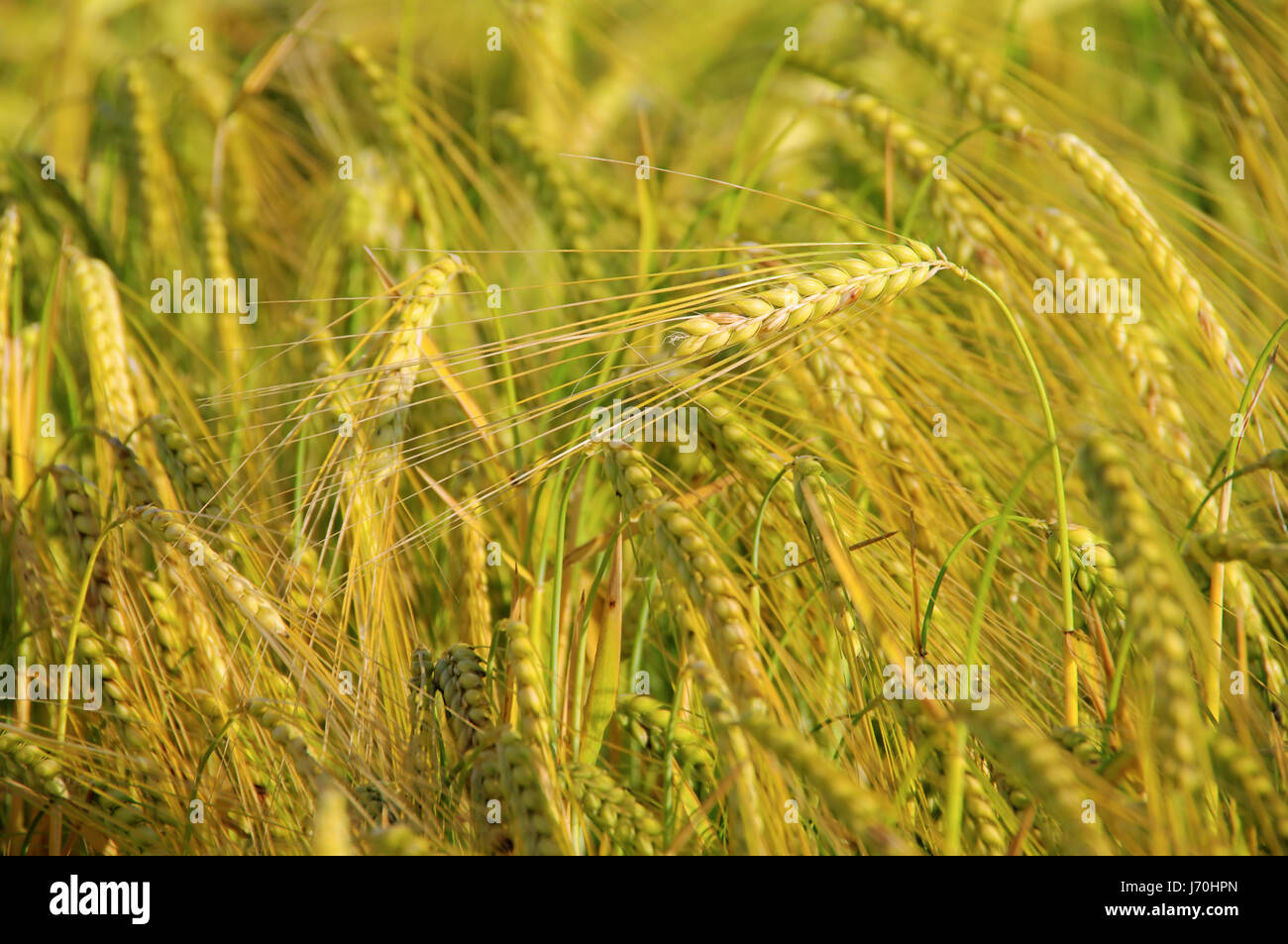 rye field - rye field 04 Stock Photo - Alamy