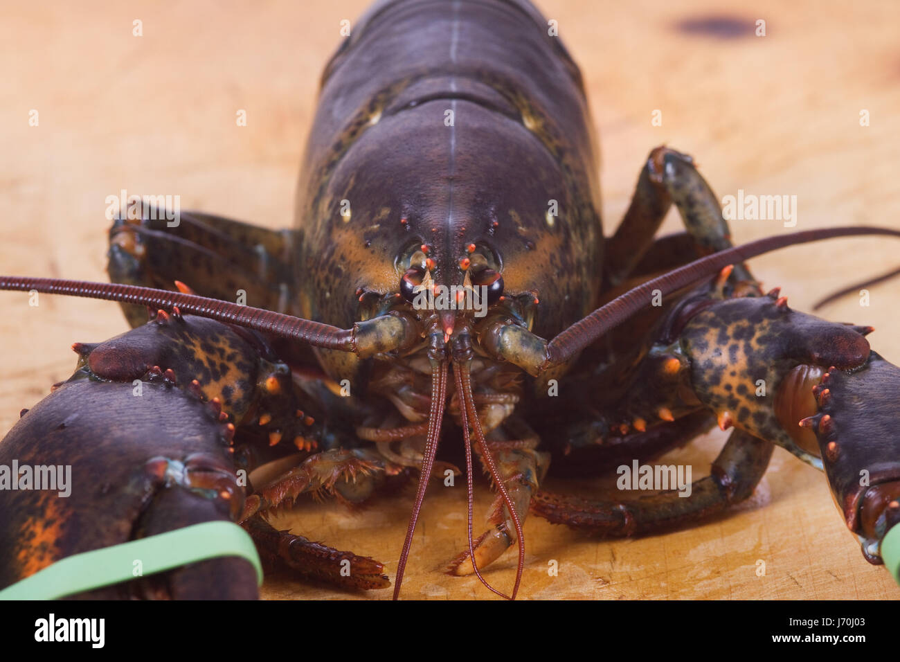 Hummerschwanz hi-res stock photography and images - Alamy