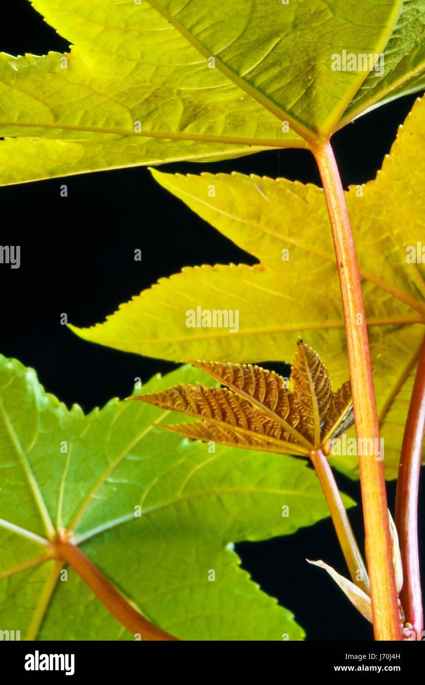 lacquer cosmetics beauty care fertilizers soaps laxative dyer staint ...