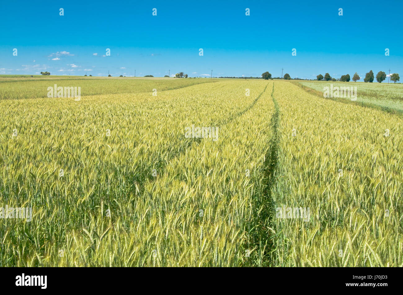 blue agriculture farming wheat area growth piece section segment part ...