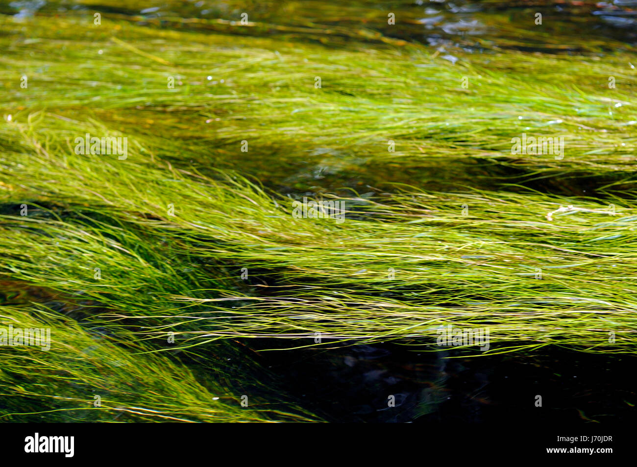 green stream abstract river water environment enviroment plant mirror ...