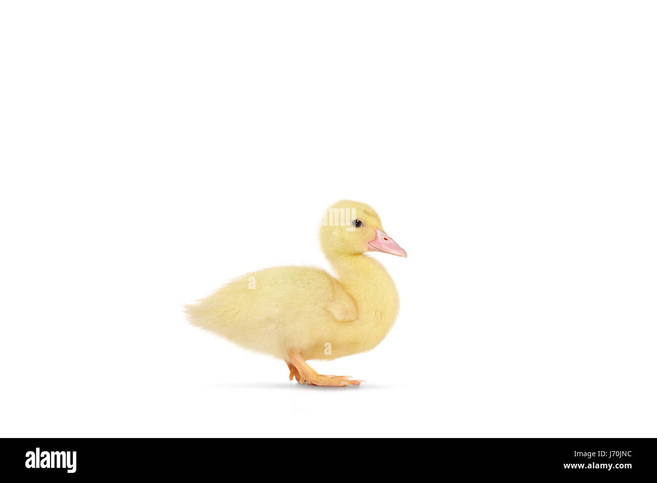 Small duckling isolated on white background Stock Photo - Alamy