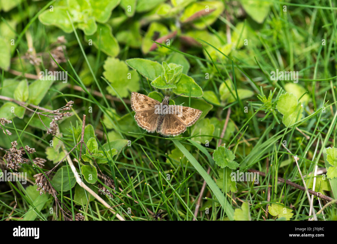 Erynnis hi-res stock photography and images - Alamy