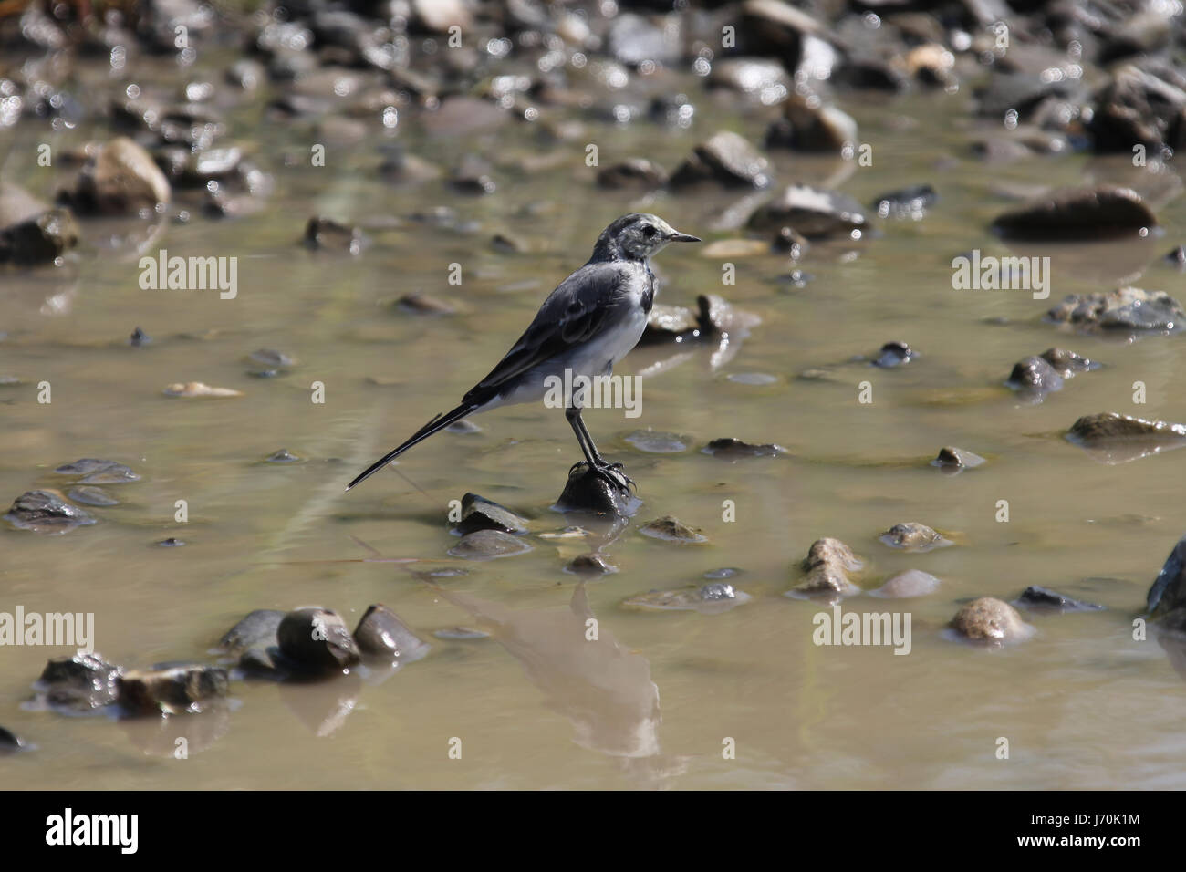 animals - birds - wagtail Stock Photo - Alamy