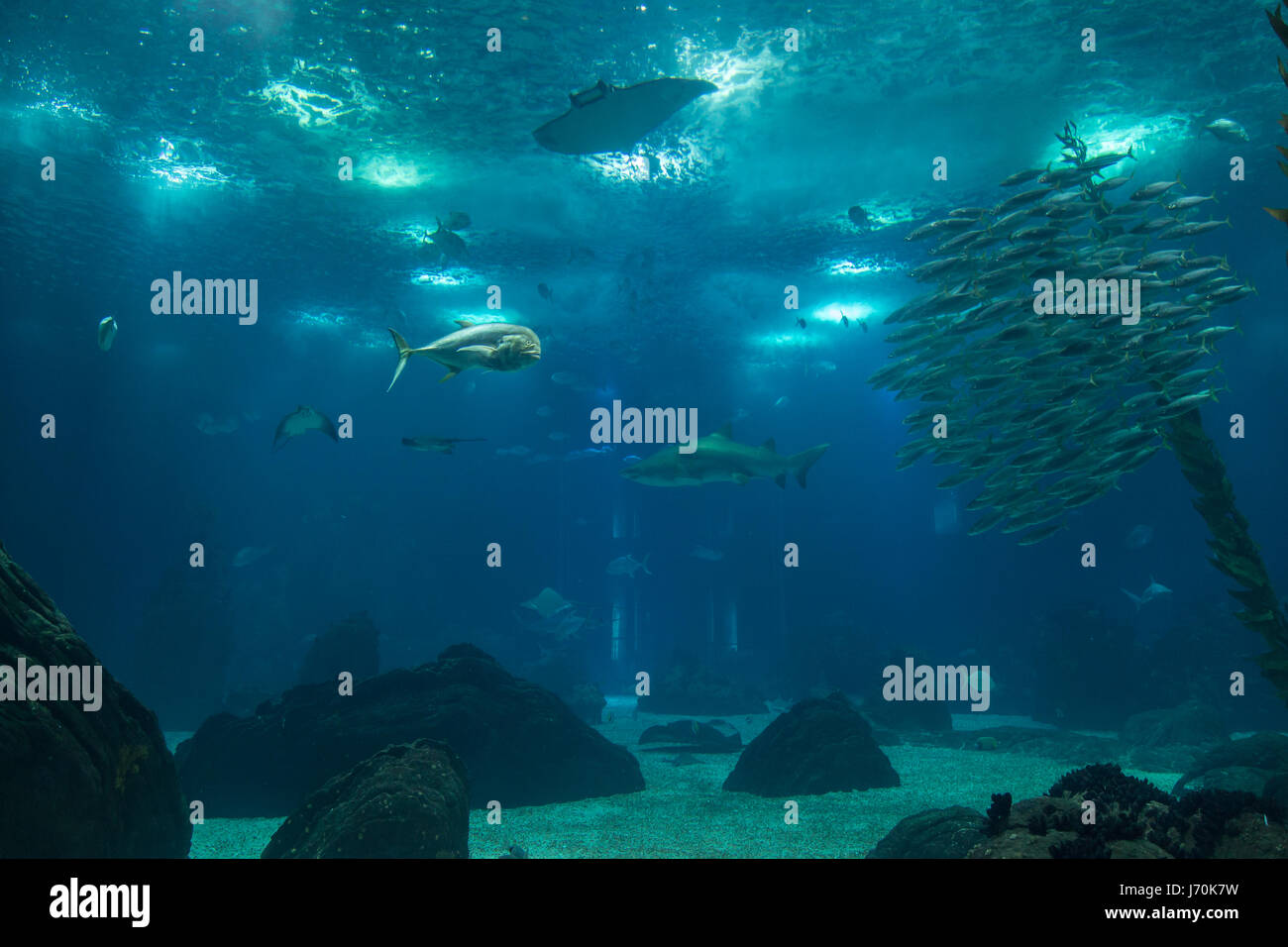 Fishes inside Blue Aquarium Tank Stock Photo - Alamy