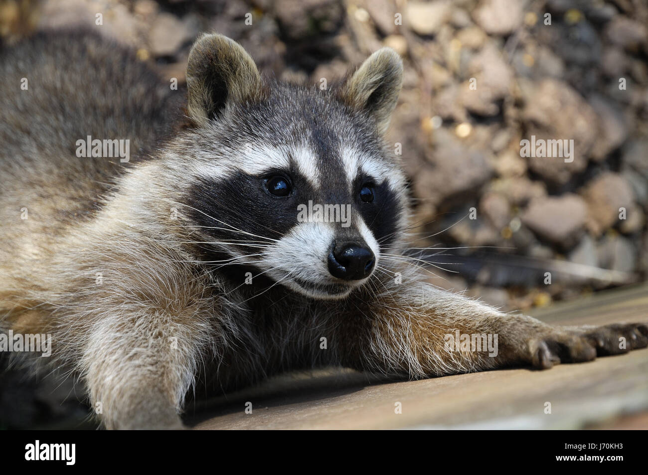 mammal predator raccoon coon washable bear forest predator bandit ...