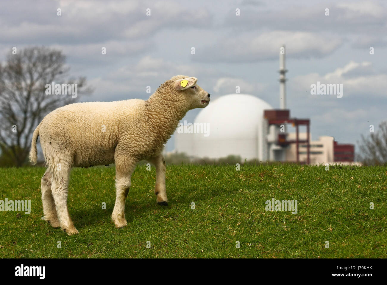 Worried sheep hi-res stock photography and images - Alamy