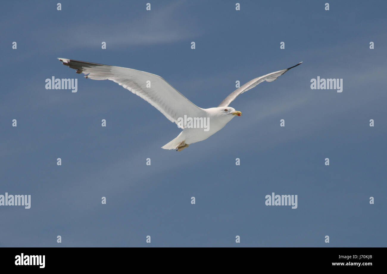 flight bird birds mallorca firmament sky salt water sea ocean water ...