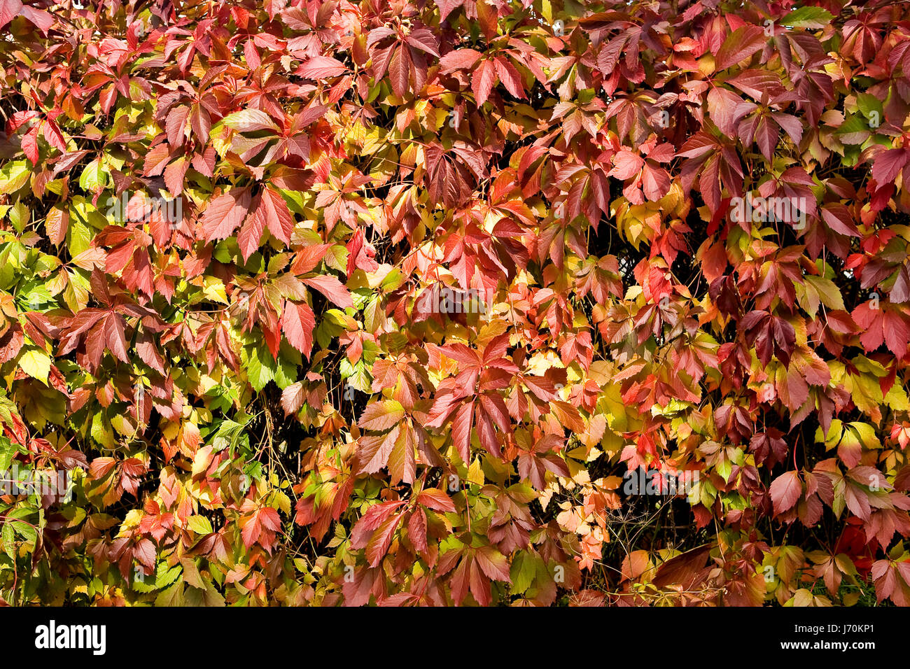 leaf red yellow fall autumn leaf tree branch day during the day maple ...