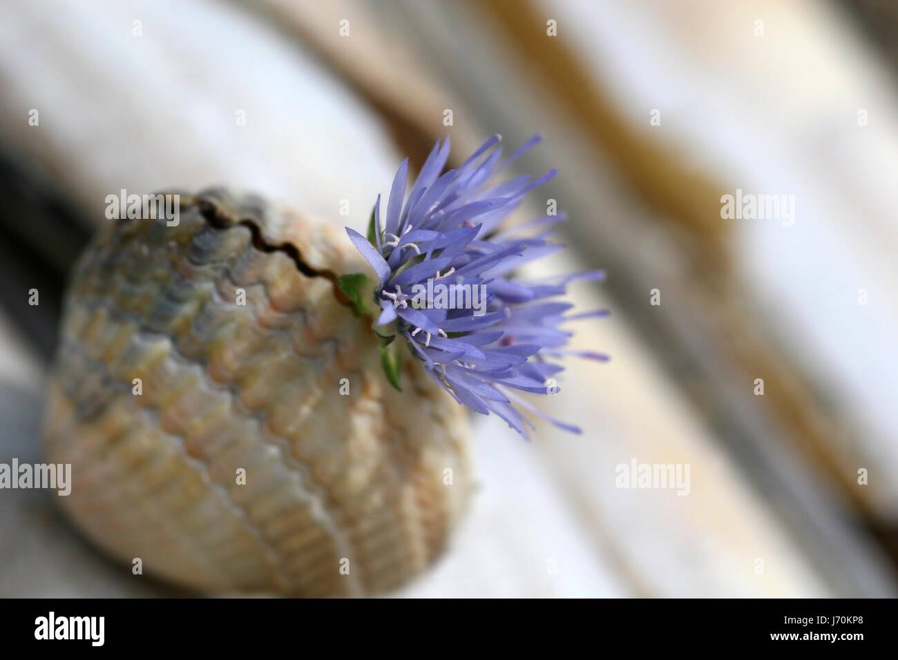 flower plant shell cockle together blue house building macro close-up ...